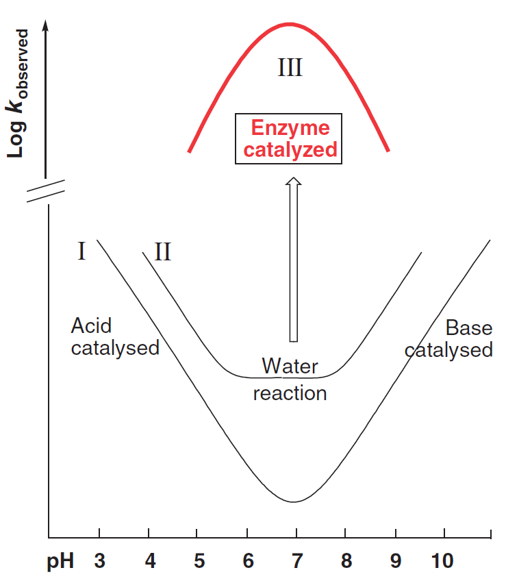 Principles of Enzyme Catalysis – Creative Enzymes Blog